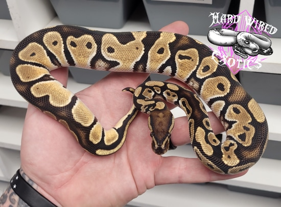 OD YB Ball Python by Hard Wired Exotics