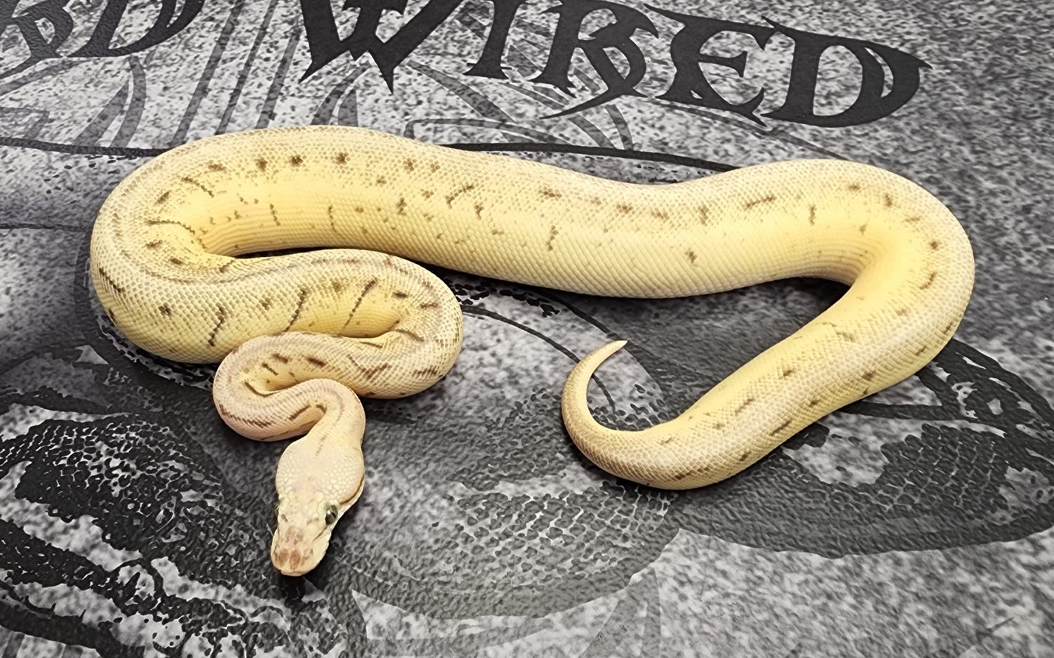 Pastel Pinstripe Leopard Vanilla Spider Het Hypo Het DG Ball Python by Hard Wired Exotics ...
