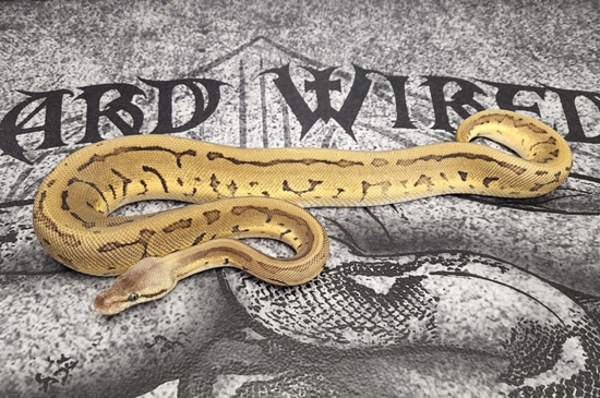 Pastel Vanilla Leopard Pinstripe Het DG Hypo Ball Python by Hard Wired Exotics