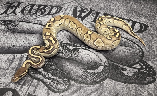 BH Lesser Jedi YB Pos OD Ball Python by Hard Wired Exotics