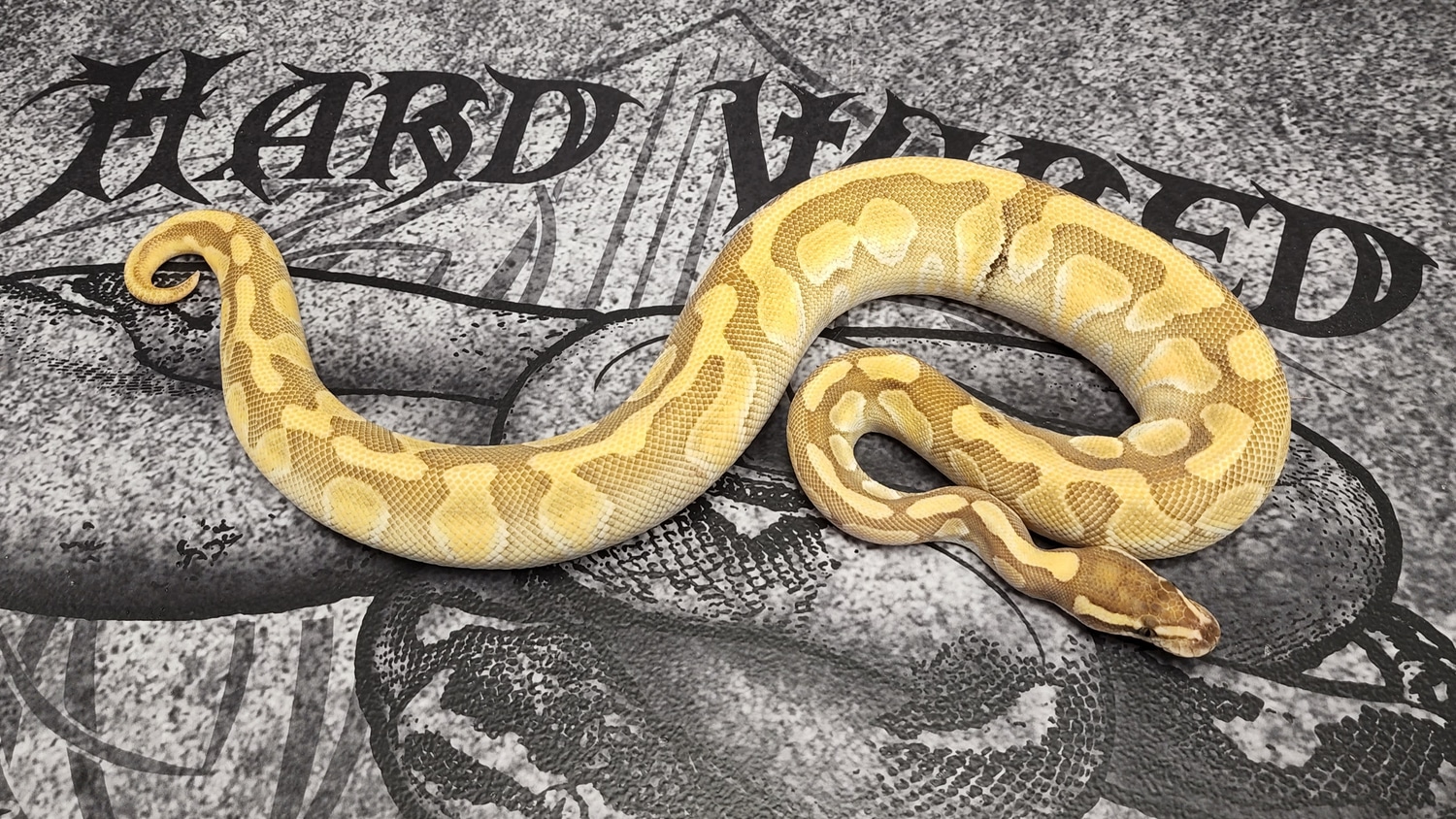 Nr Mandarin Enchi Lesser Paradox Ball Python by Hard Wired Exotics ...