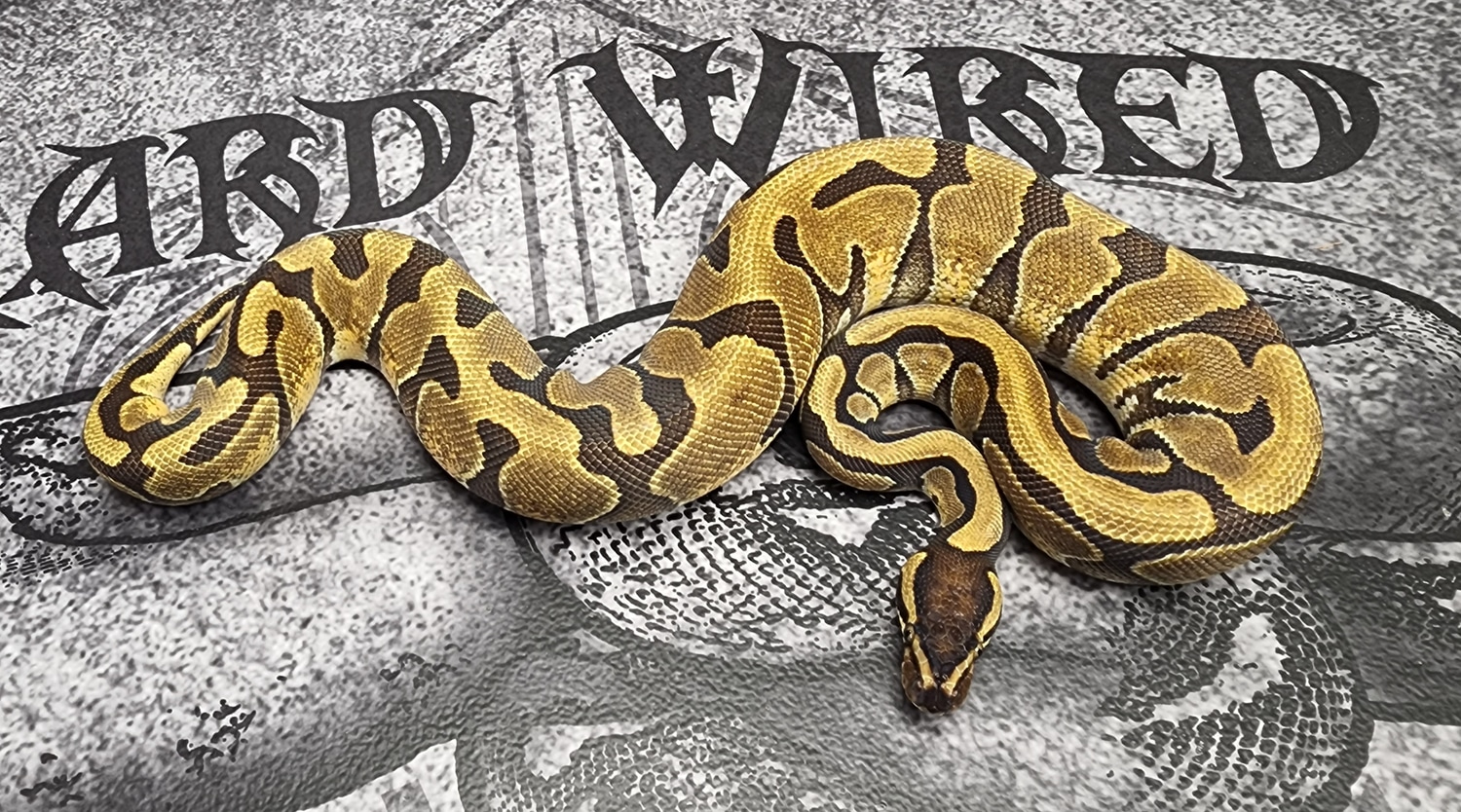 Enchi Nr Mandarin Ball Python by Hard Wired Exotics - MorphMarket