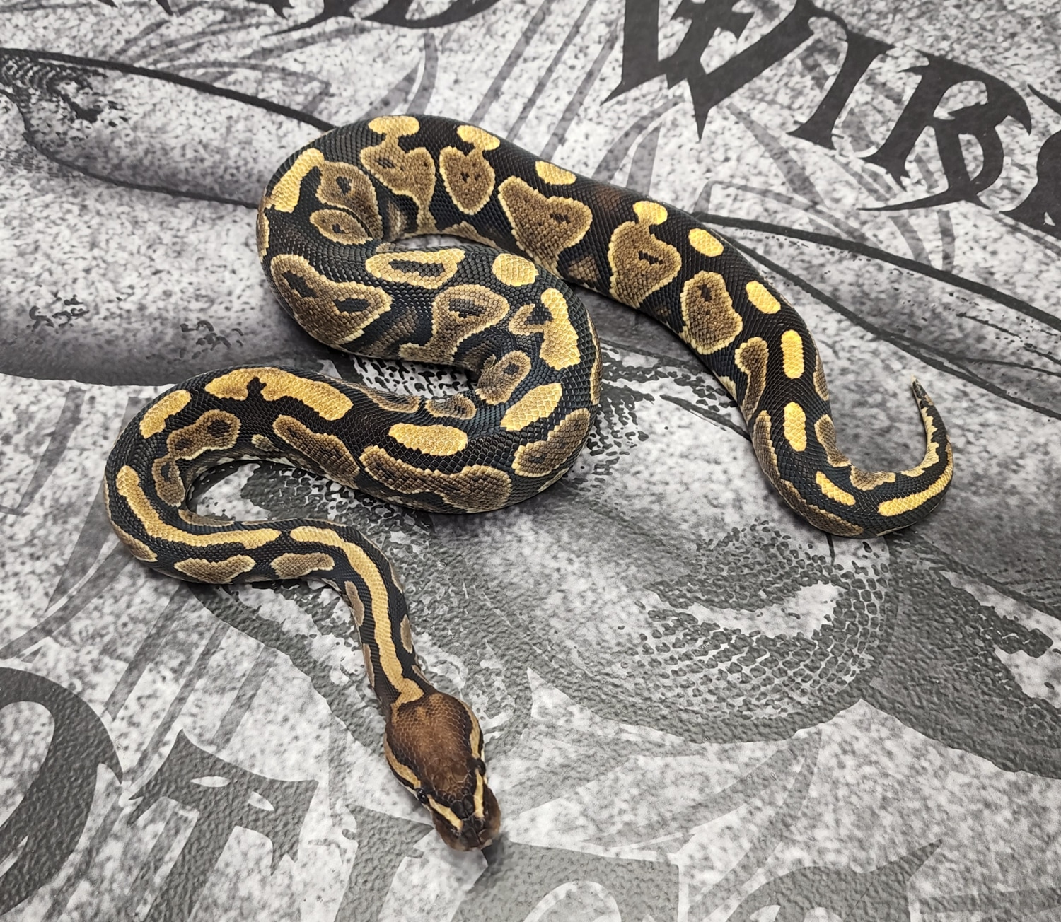 Redhead Nr Mandarin Ball Python by Hard Wired Exotics - MorphMarket