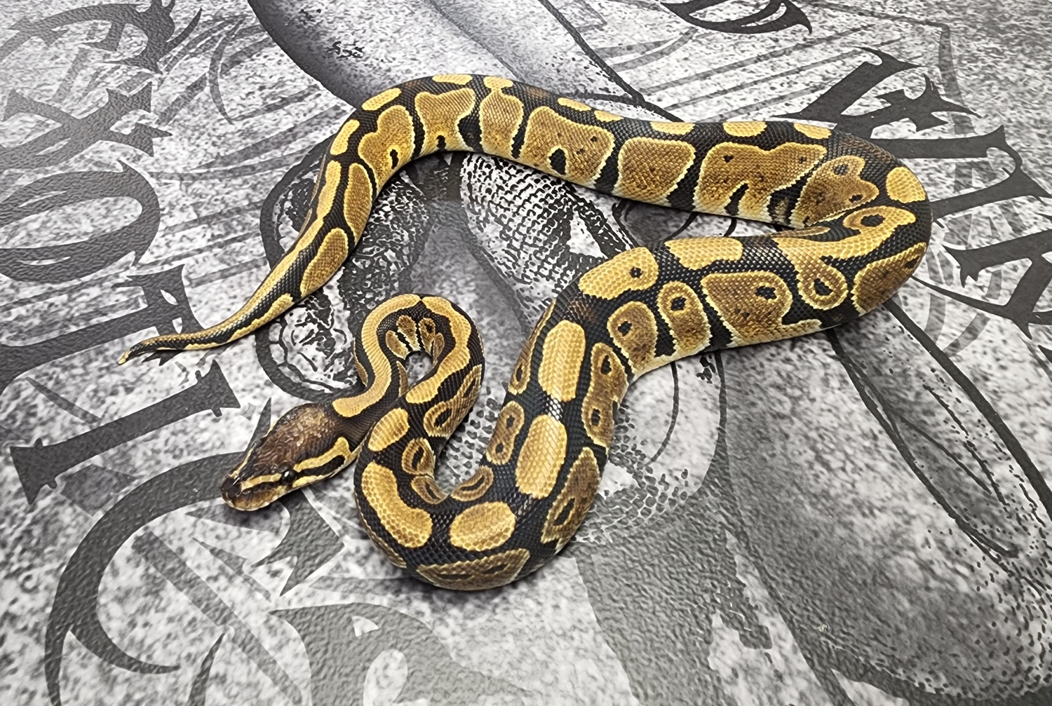 Nr Mandarin Ball Python by Hard Wired Exotics - MorphMarket