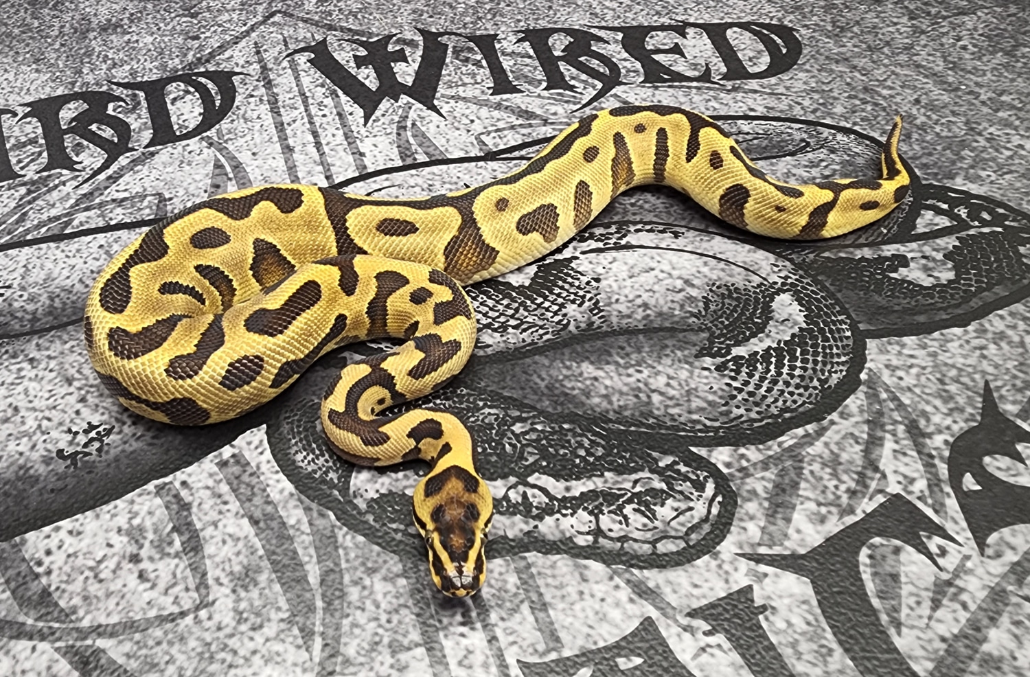 Leopard Enchi Yb Het Clown Ball Python by Hard Wired Exotics - MorphMarket