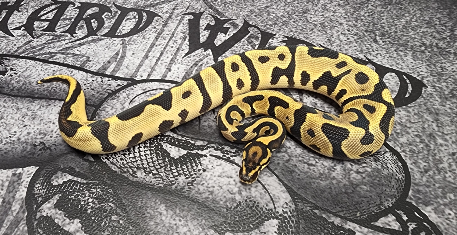 OD Leopard YB Ball Python by Hard Wired Exotics - MorphMarket
