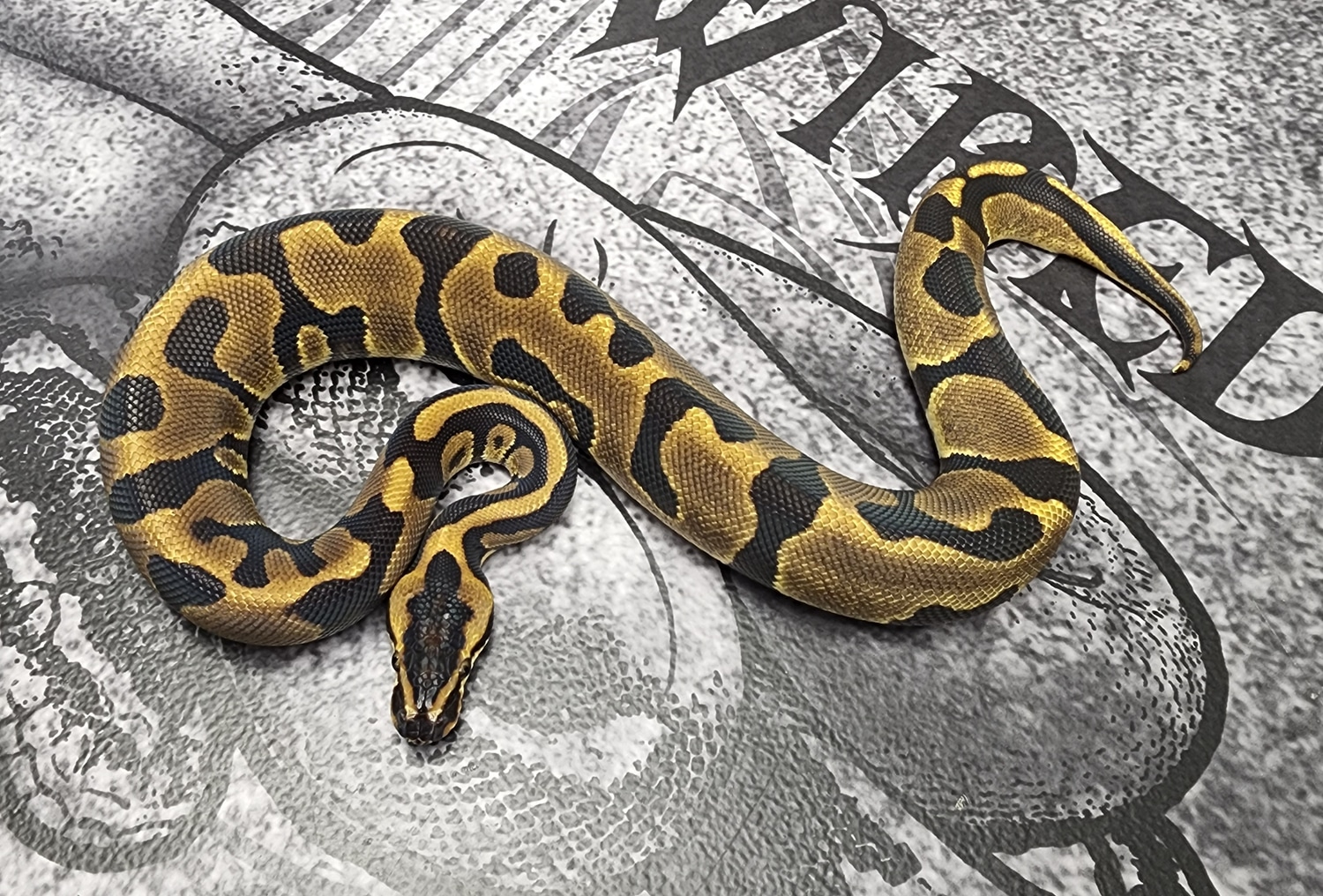 Enchi Leopard 66% Het Clown Ball Python by Hard Wired Exotics - MorphMarket