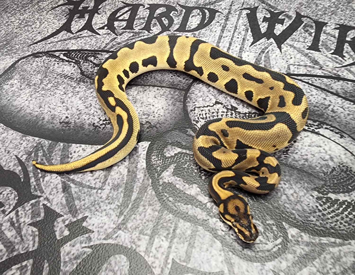 Super OD Leopard 50% Pos Het Clown Ball Python by Hard Wired Exotics ...