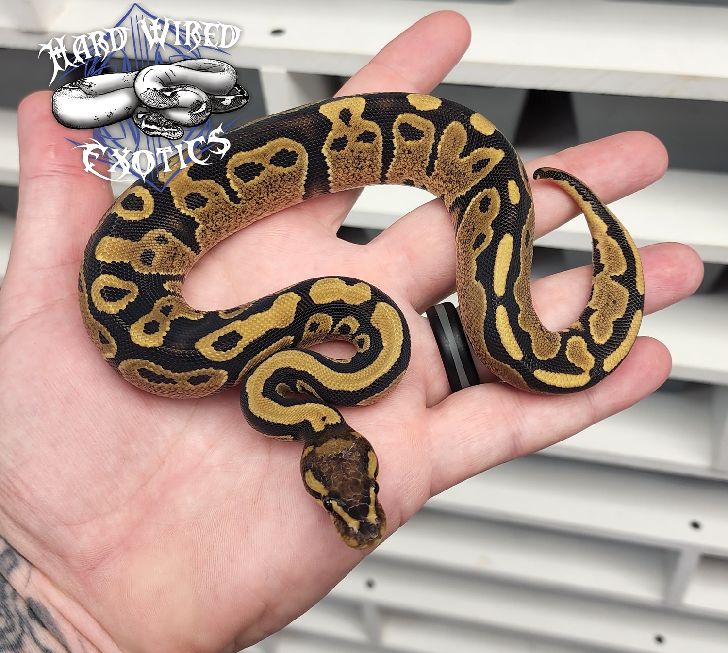 Vanilla Het DG Pied Ball Python By Hard Wired Exotics MorphMarket vanilla-het-dg-pied-ball-python-by-hard-wired-exotics-morphmarket