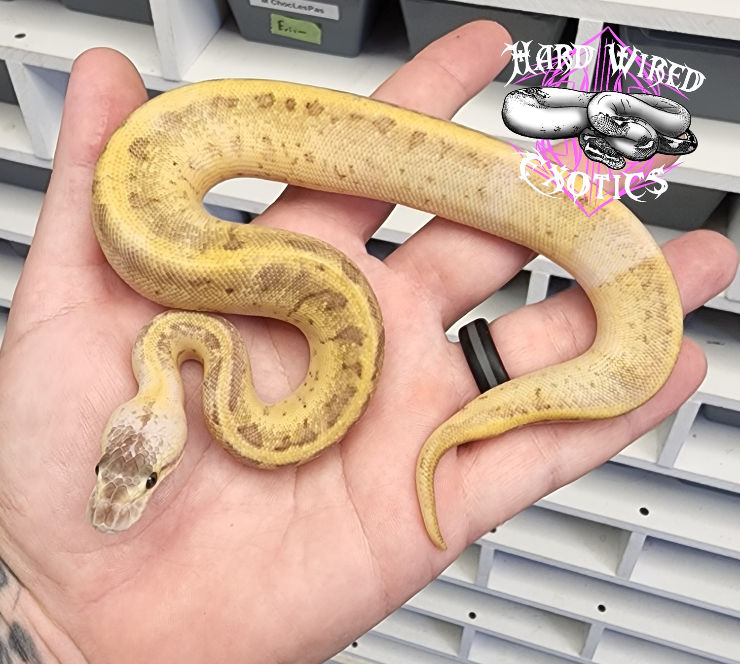 Leopard Fire Pastel Enchi Pinstripe Het DG Ball Python by Hard Wired ...