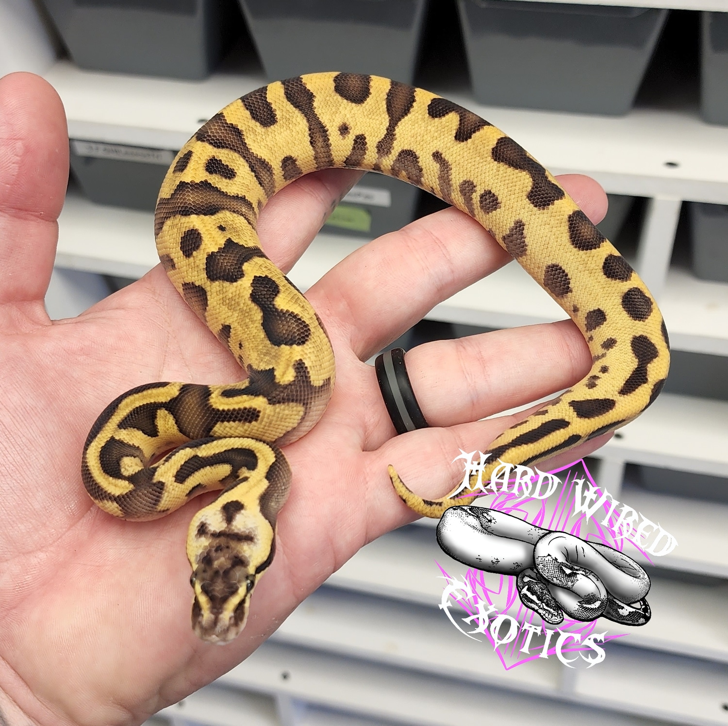 Leopard Fire Enchi Pastel Het DG Ball Python by Hard Wired Exotics - MorphMarket