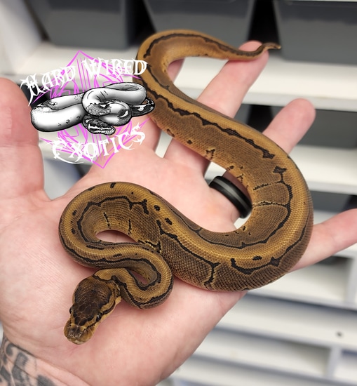 Pinstripe Het DG Ball Python by Hard Wired Exotics