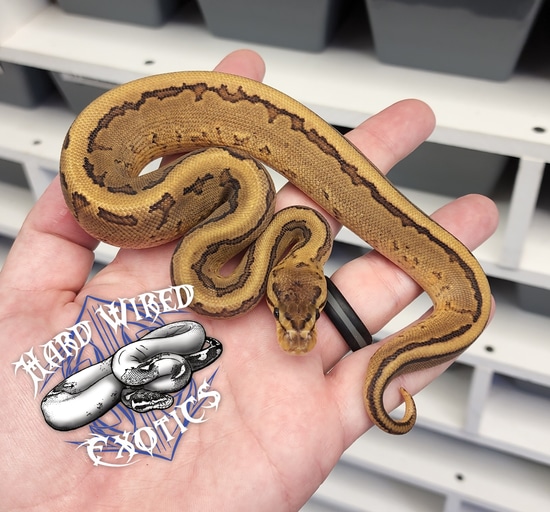 Fire Pinstripe Het DG Ball Python by Hard Wired Exotics