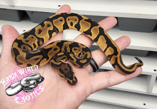 OD Leopard Ball Python by Hard Wired Exotics