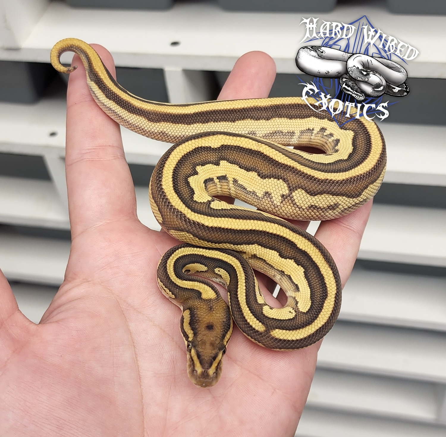 OD Leopard Lesser Ball Python by Hard Wired Exotics - MorphMarket