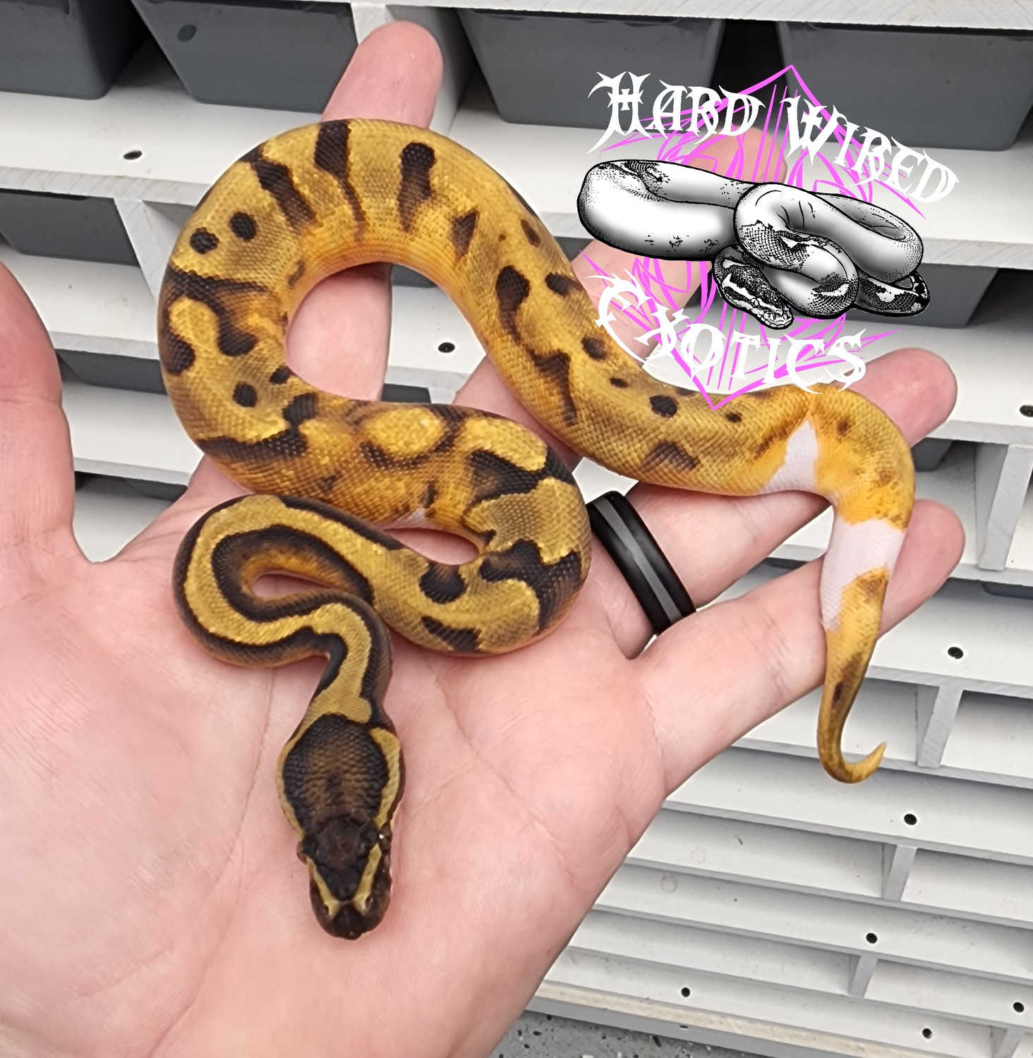 Enchi Pied Ball Python by Hard Wired Exotics - MorphMarket