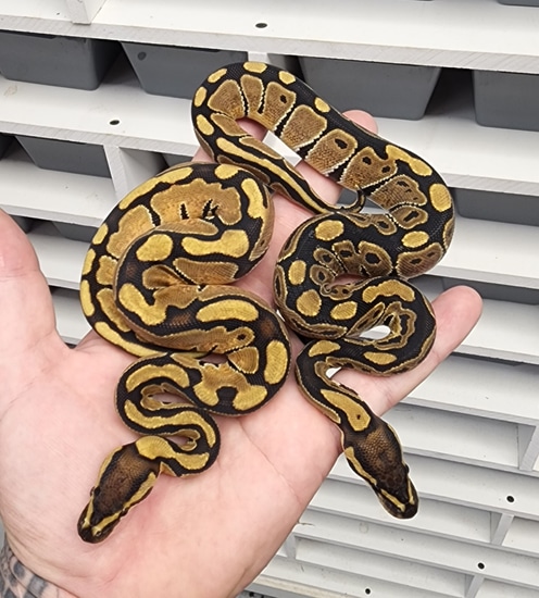 Pair Enchi Dh Rainbow Hypo 3 Ball Python by Hard Wired Exotics