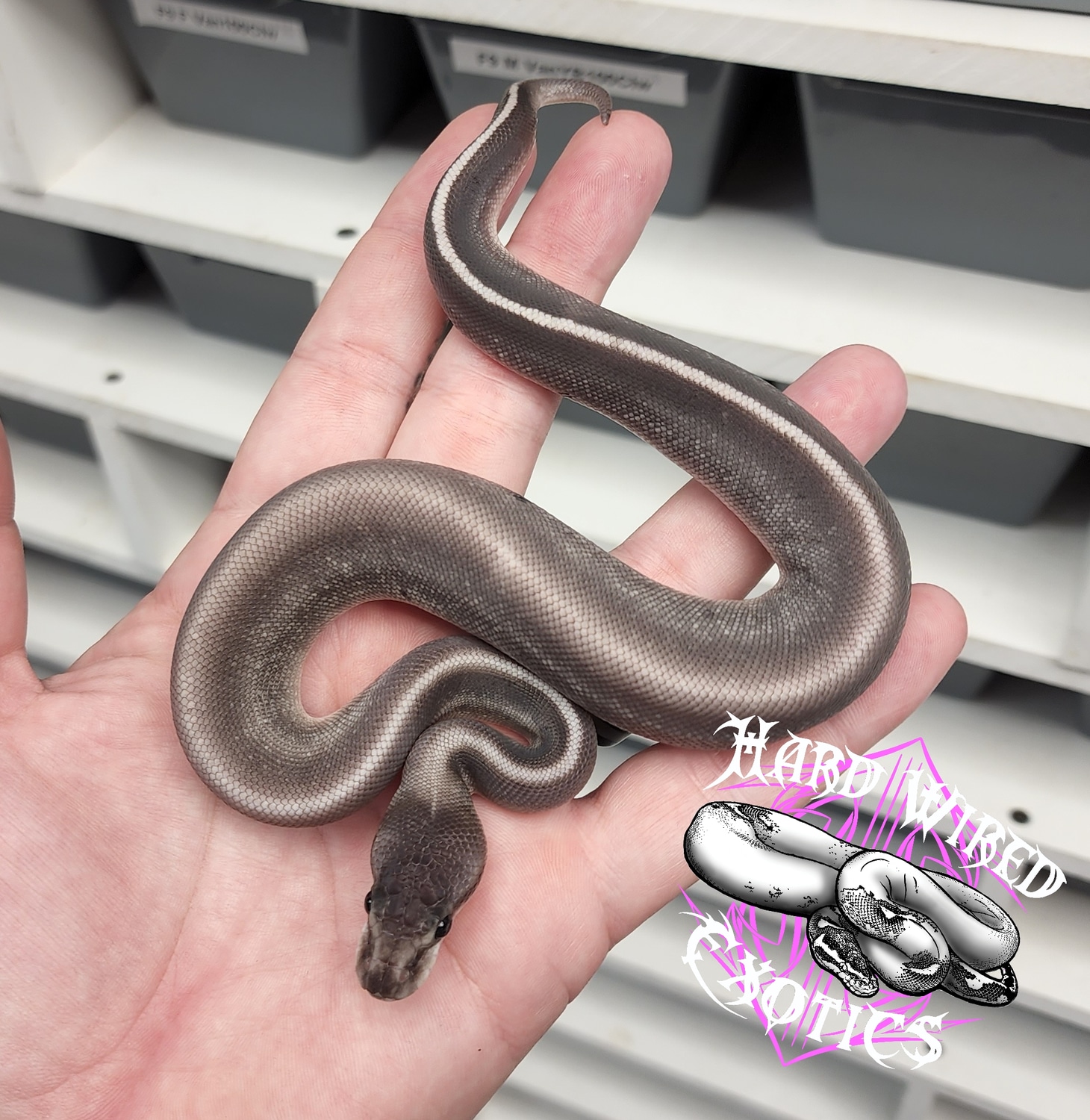 GHI Black Pastel Mojave YB Or Spark Ball Python by Hard Wired Exotics ...
