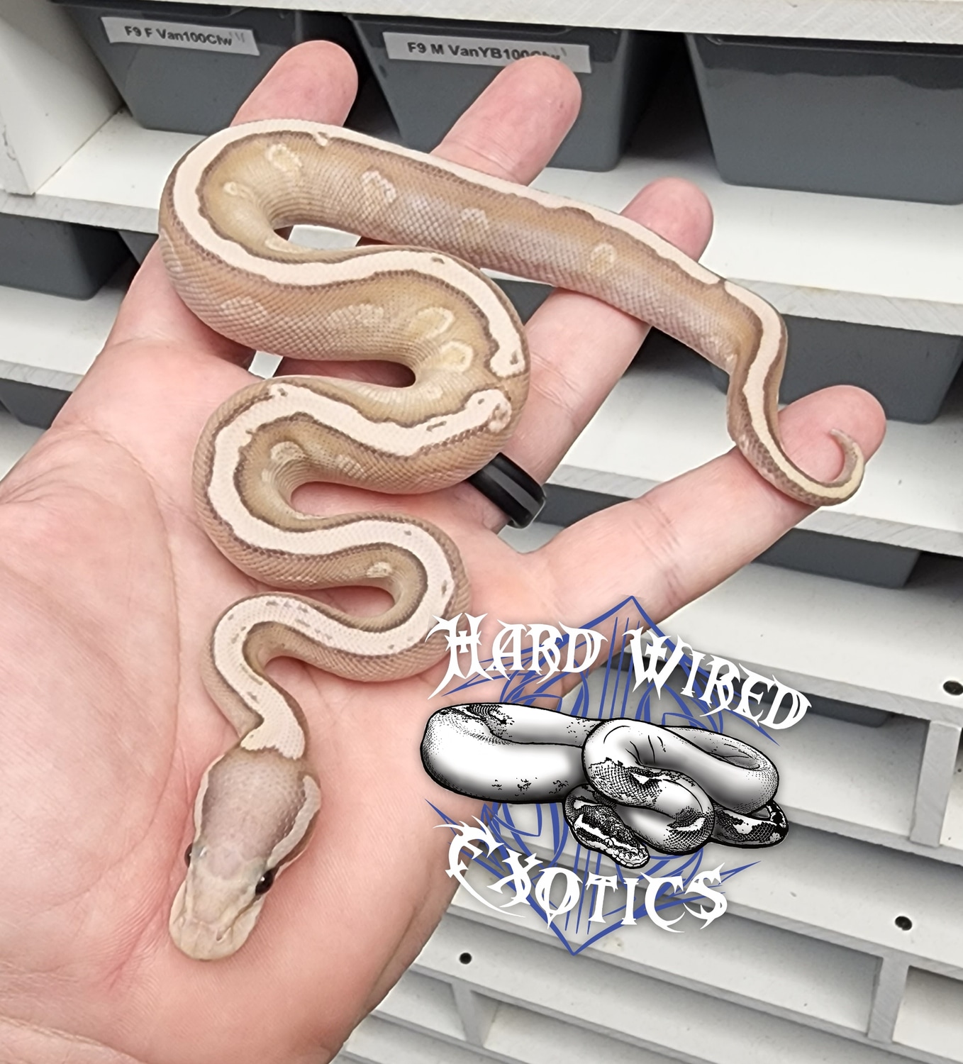 Banana GHI Lesser YB Or Spark Ball Python by Hard Wired Exotics - MorphMarket