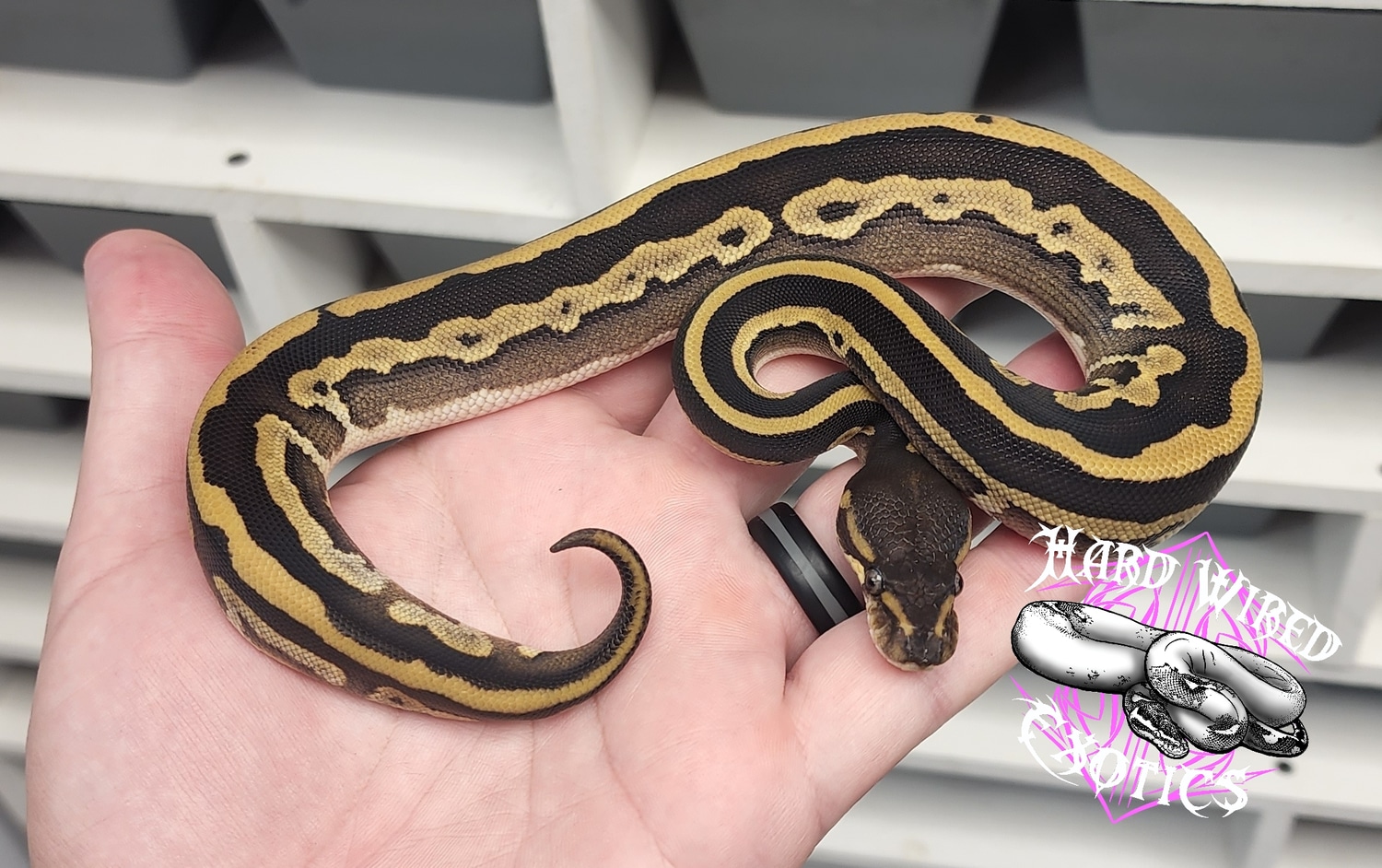 Leopard Mojave Pos Genex Het Pied Ball Python by Hard Wired Exotics ...