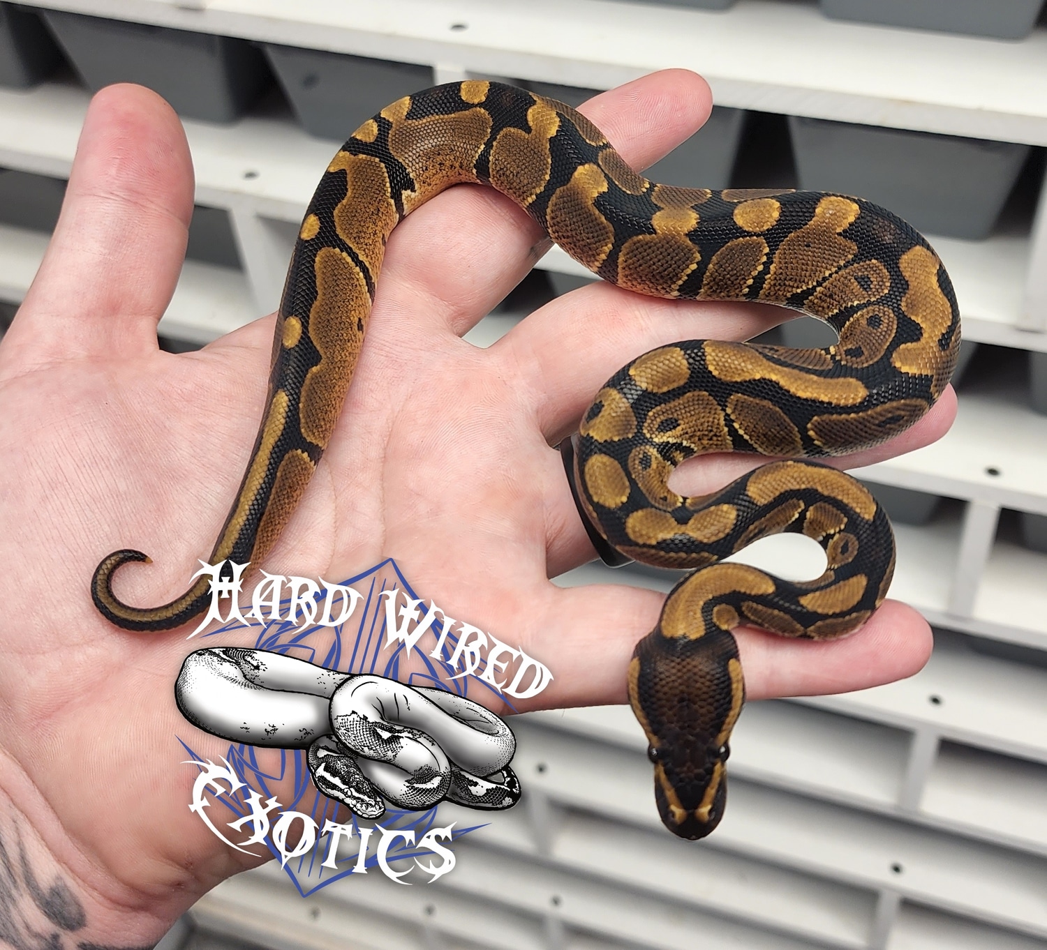 NR Mandarin Ball Python by Hard Wired Exotics - MorphMarket