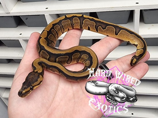 RedStripe NR Mandarin Ball Python by Hard Wired Exotics