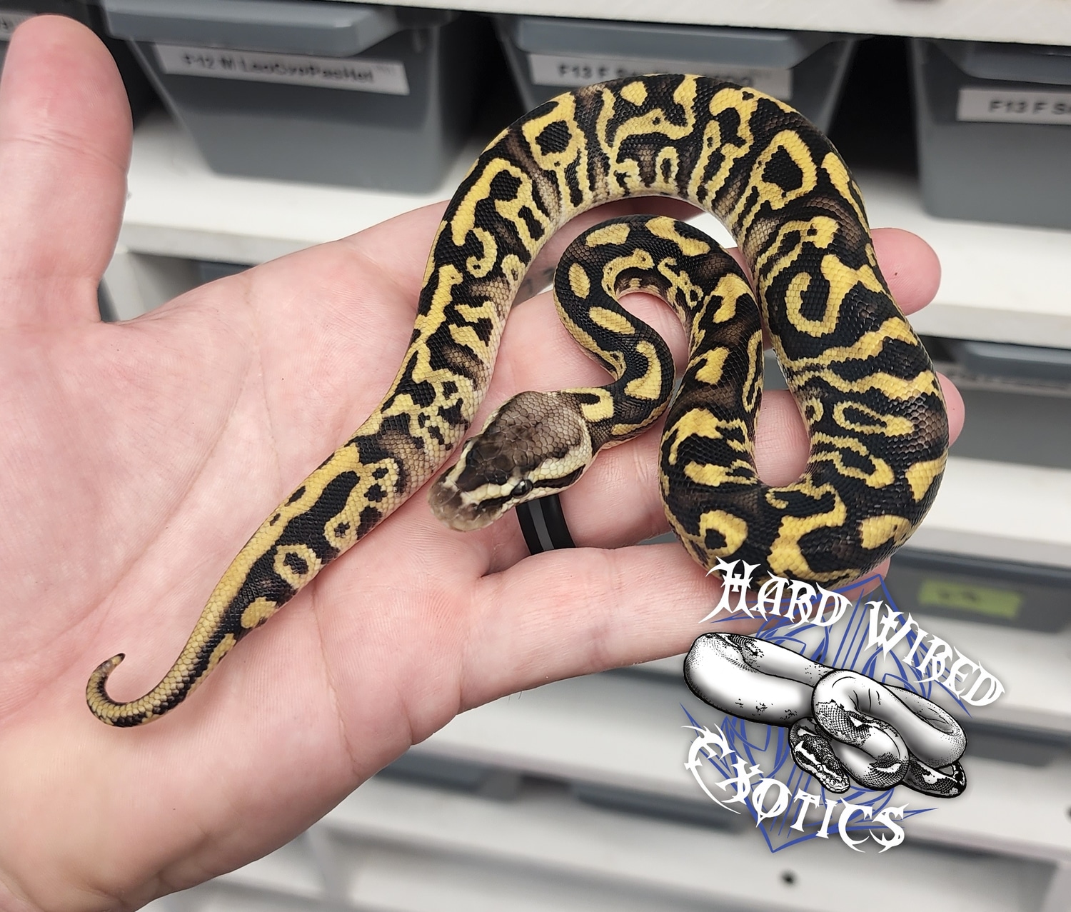 Pastel Leopard Cypress Hetari Ball Python by Hard Wired Exotics ...