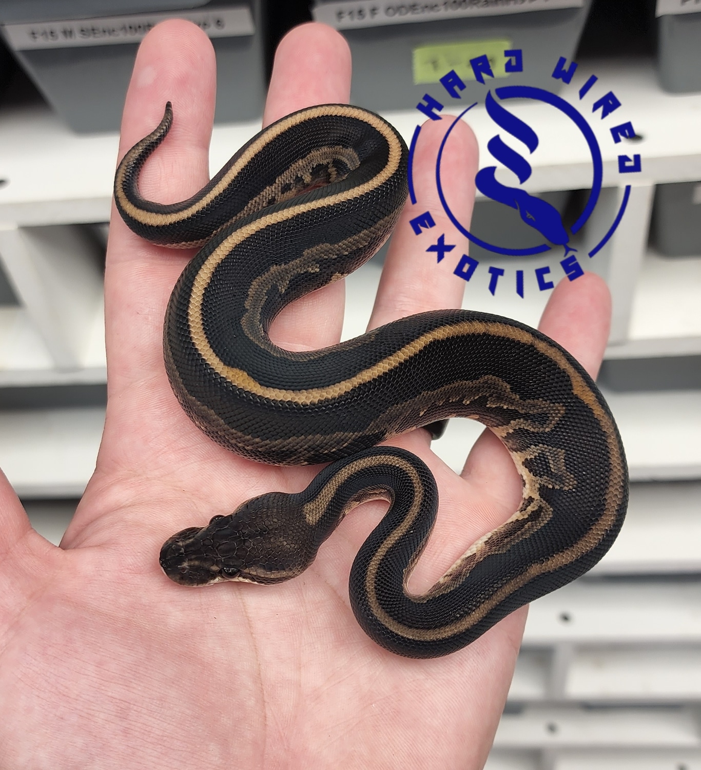 Leopard Cinnamon YB Ball Python by Hard Wired Exotics - MorphMarket