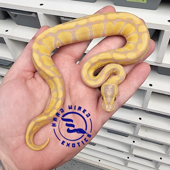 Rainbow Enchi Pastel Het Hypo Ball Python by Hard Wired Exotics