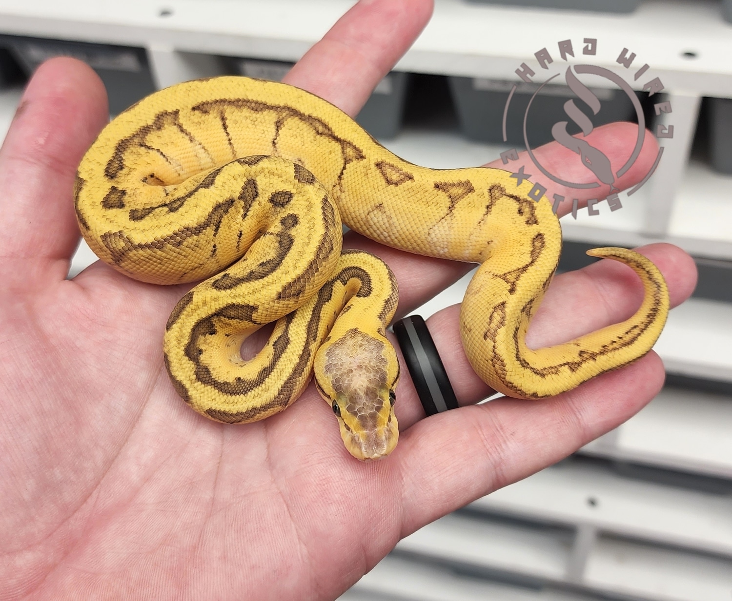 Pastel Enchi Pinstripe Het Clown Ball Python by Hard Wired Exotics - MorphMarket