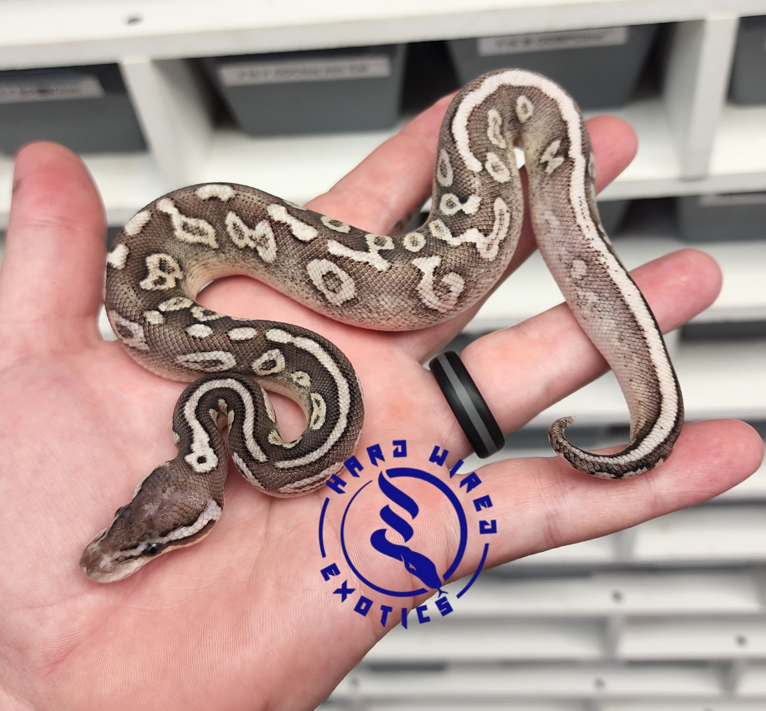 Black Pastel Pastel Calico Het Clown Ball Python by Hard Wired Exotics ...