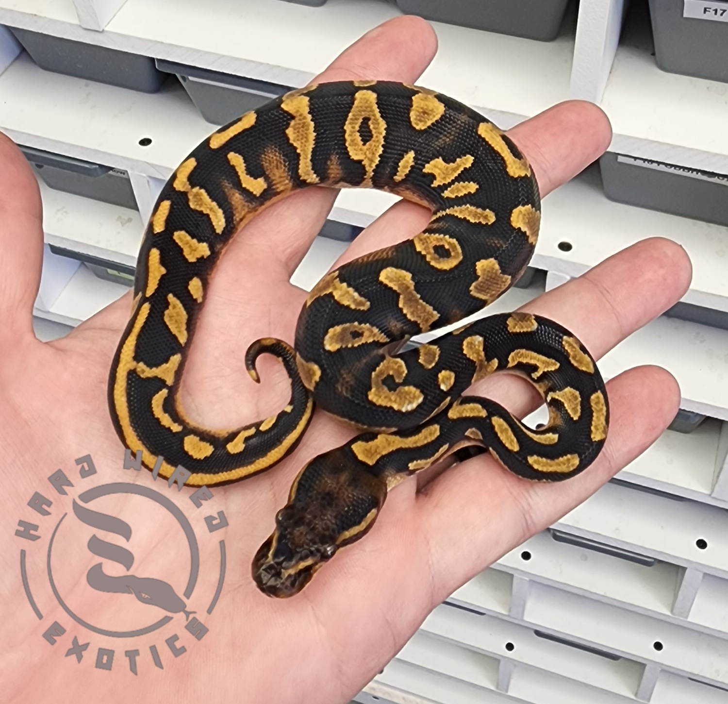 Super OD BH YB Ball Python by Hard Wired Exotics - MorphMarket