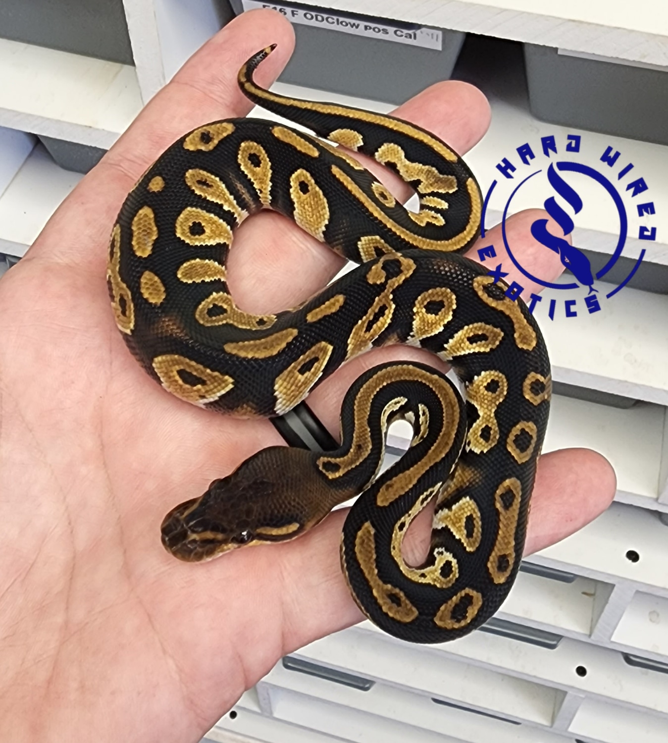 BH Cypress Prob OD Ball Python by Hard Wired Exotics - MorphMarket