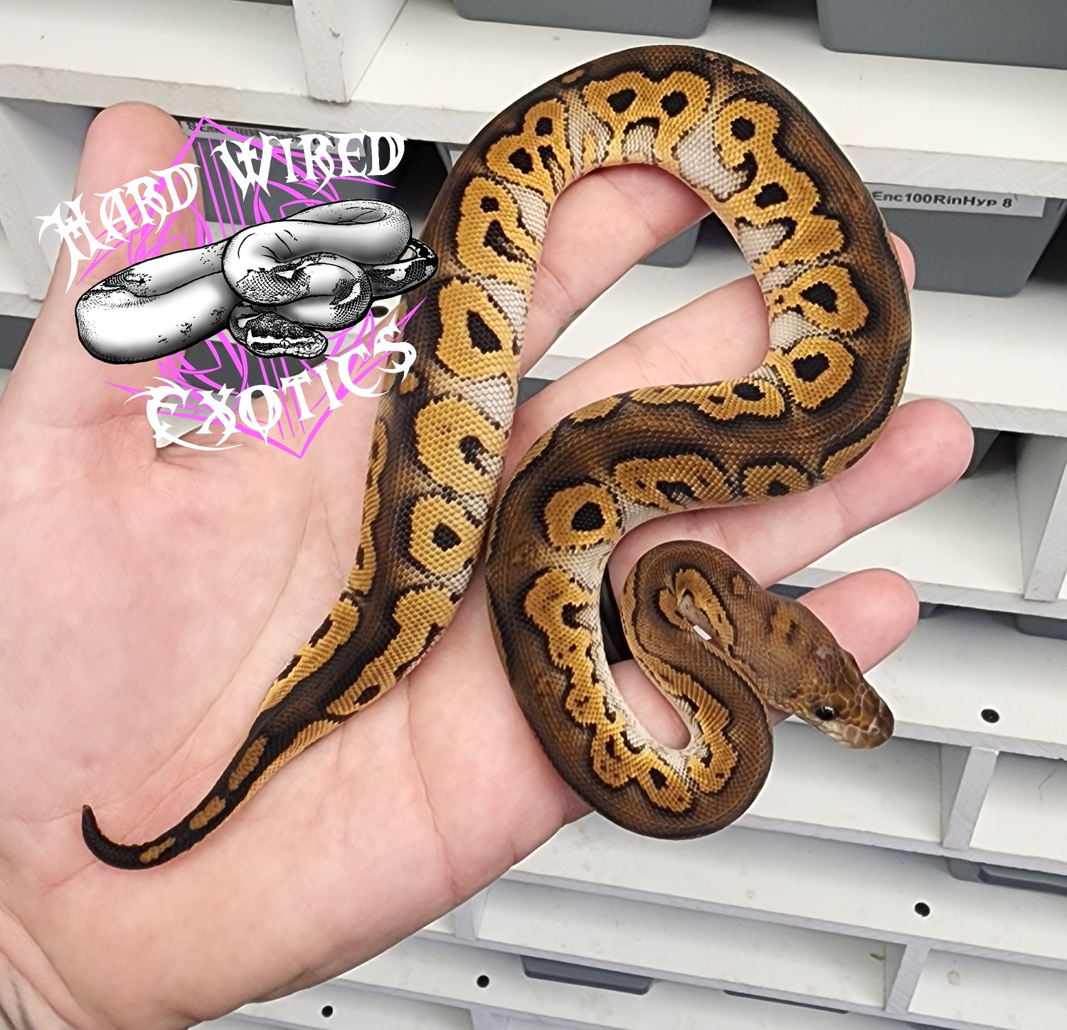 Black Pastel Clown Ball Python by Hard Wired Exotics - MorphMarket
