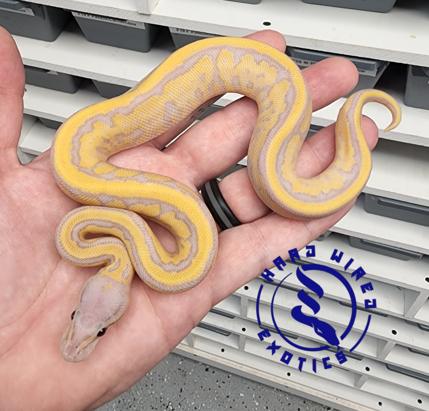 Banana BH Pin Female Maker Ball Python by Hard Wired Exotics - MorphMarket