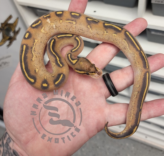 Highway Het Clown Ball Python by Hard Wired Exotics