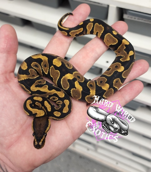 Gravel Or Yellow Belly Het Clown Ball Python by Hard Wired Exotics