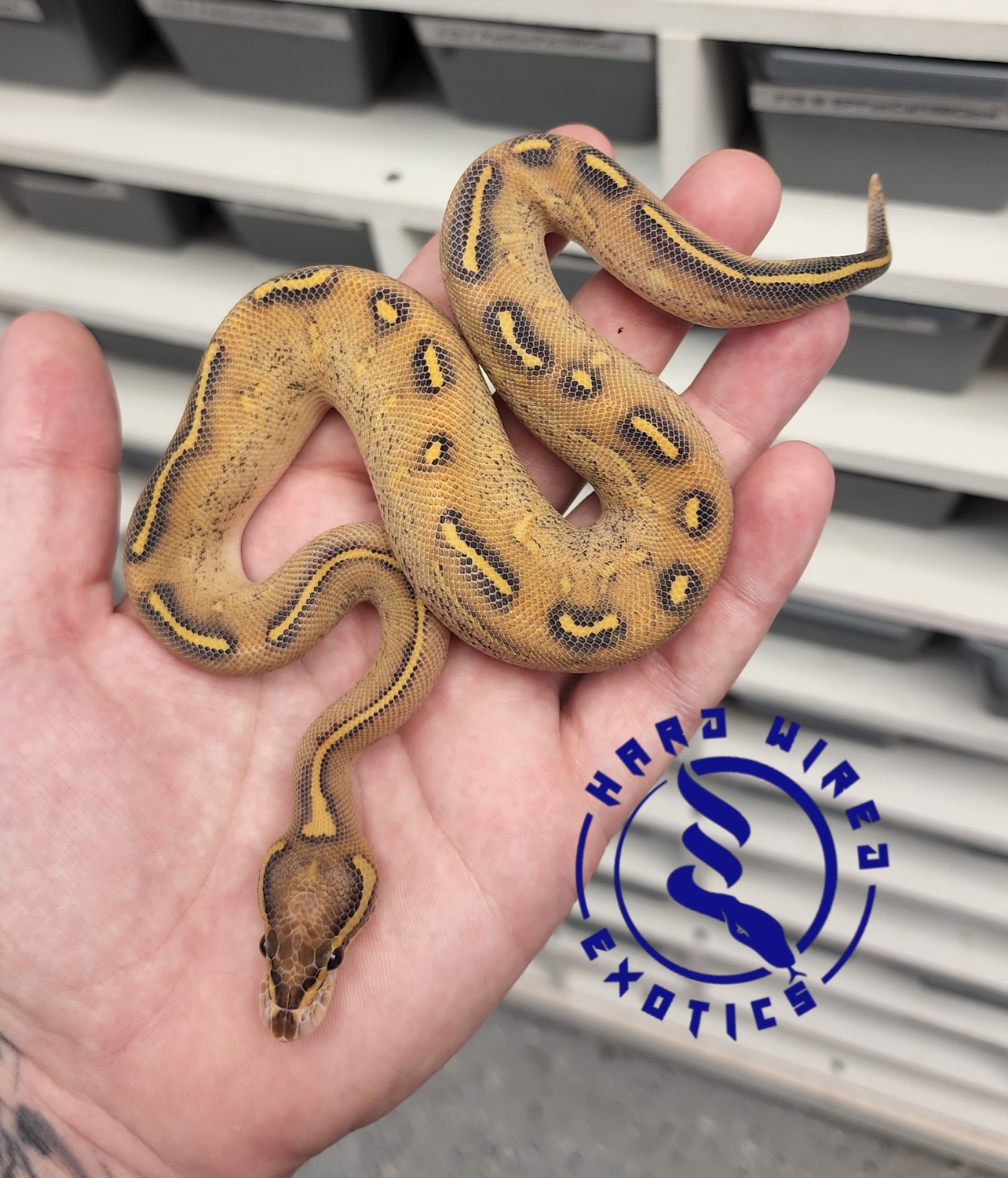 Highway Het Clown Pos Super Gravel Ball Python by Hard Wired Exotics ...