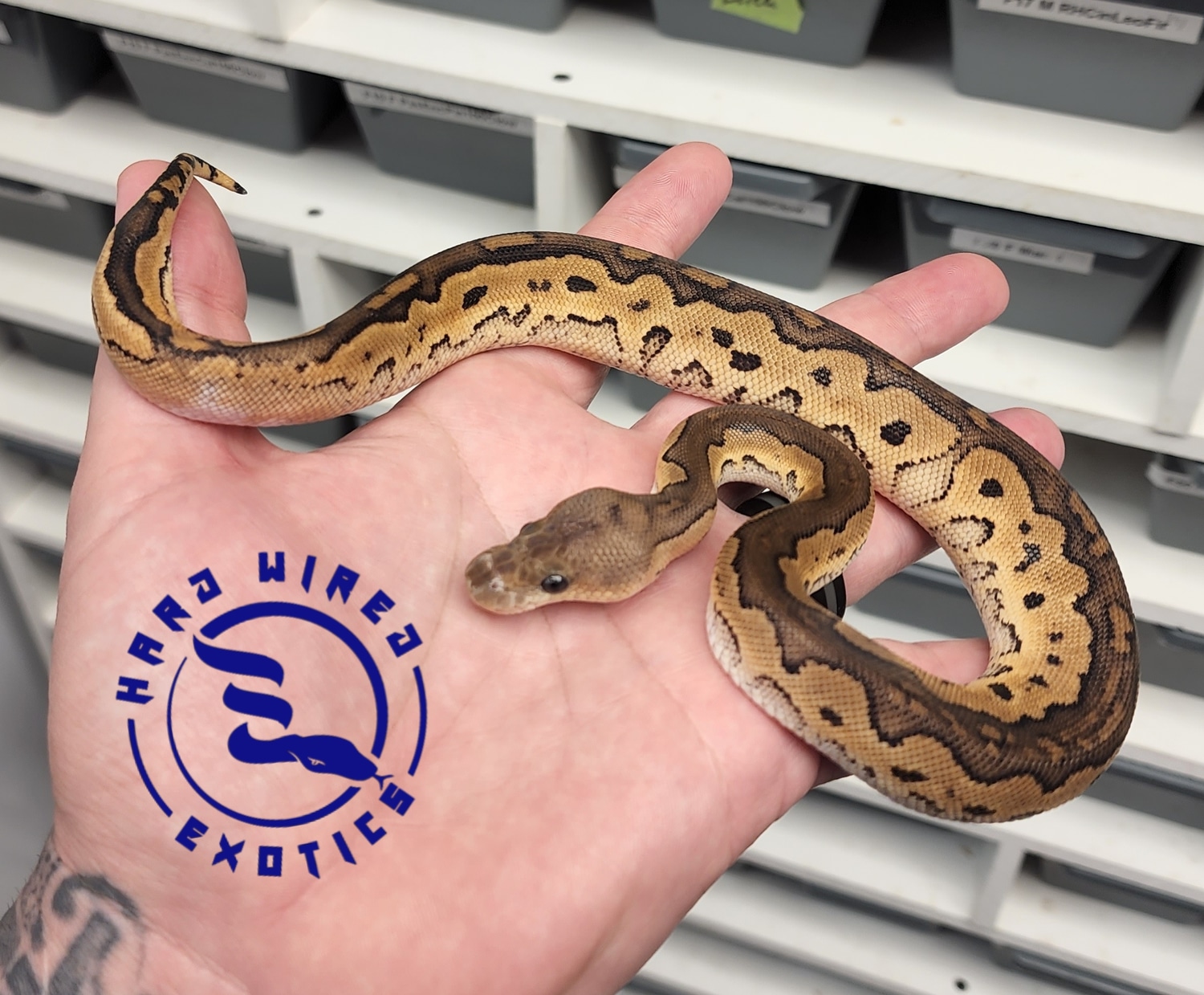 Cinnamon Motley Clown Ball Python by Hard Wired Exotics - MorphMarket