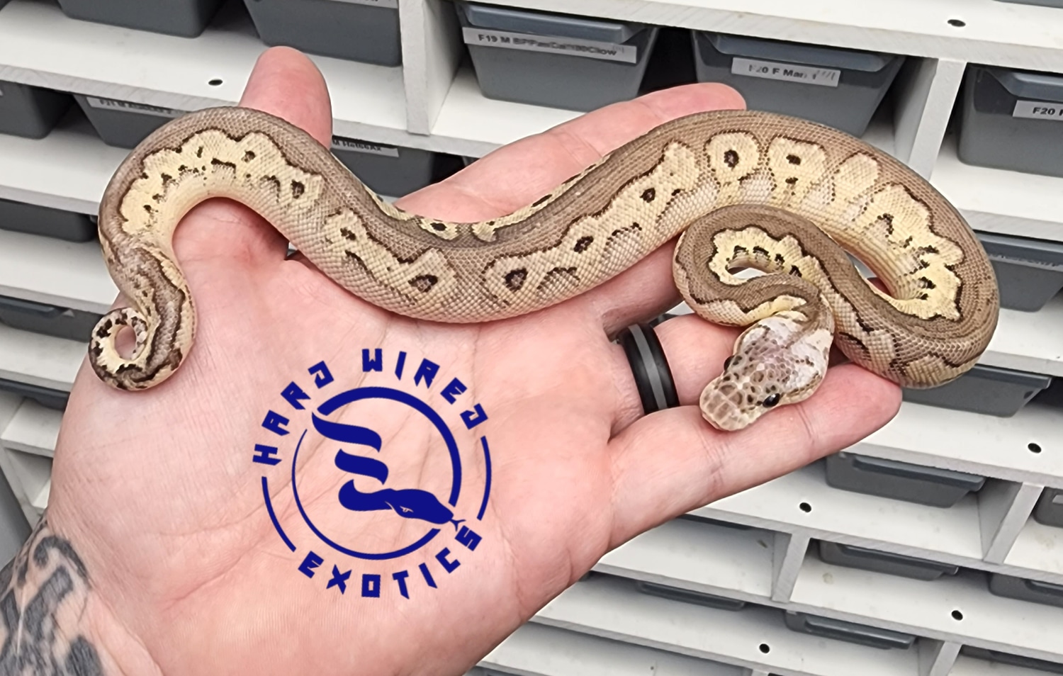 Pastel Motley Clown Ball Python by Hard Wired Exotics - MorphMarket