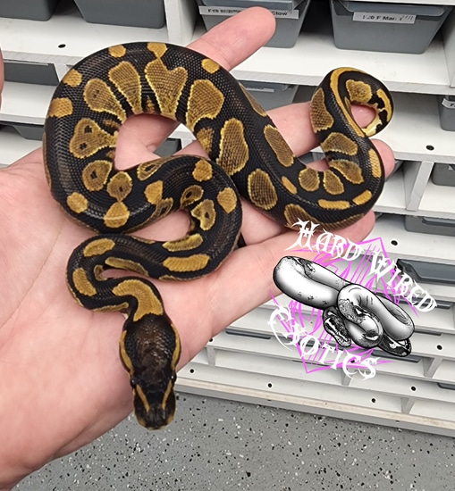 BH YB Ball Python by Hard Wired Exotics