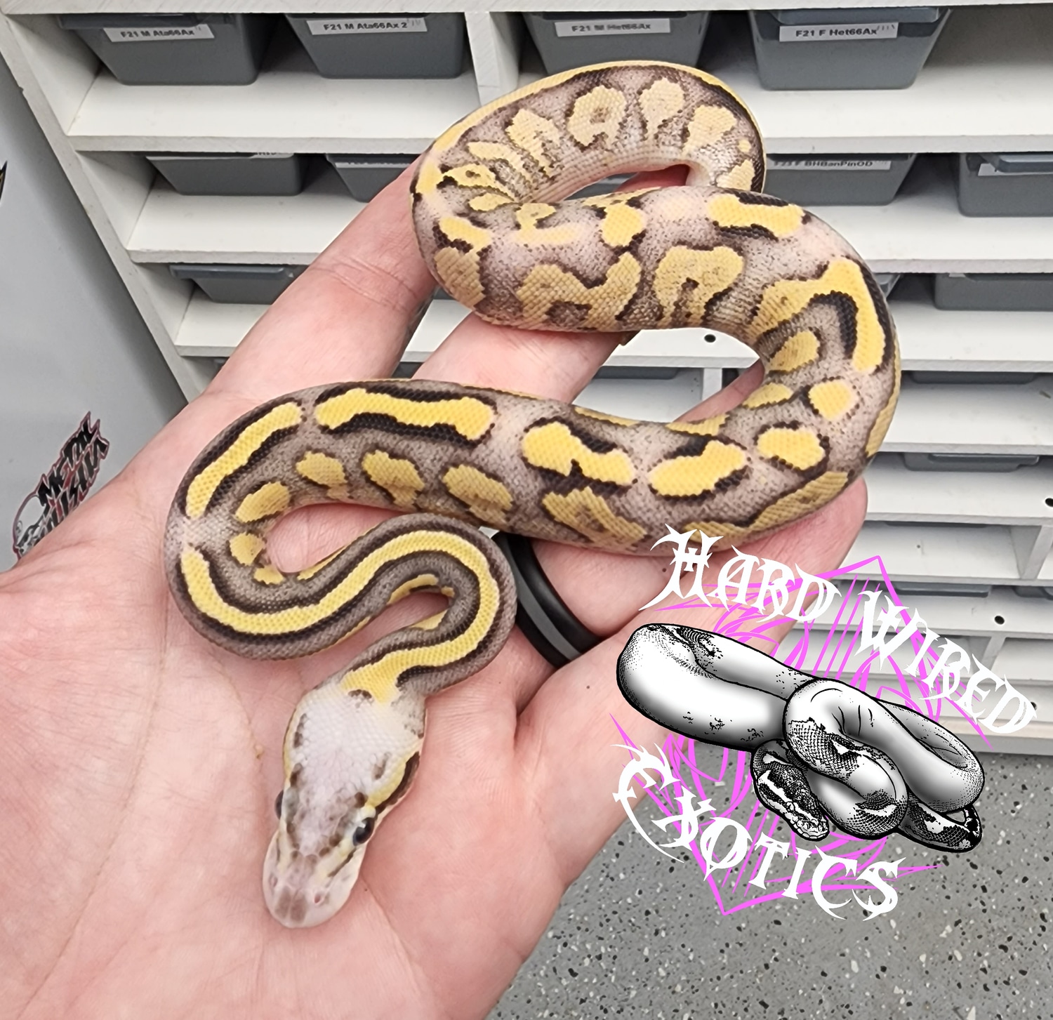 Redhead Fire YB Pastel Ball Python by Hard Wired Exotics - MorphMarket