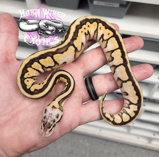 Redhead Spotnose Pastel Pos YB 2 Ball Python by Hard Wired Exotics