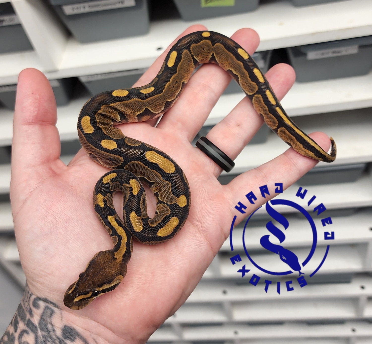 Redhead Enchi Ball Python by Hard Wired Exotics - MorphMarket