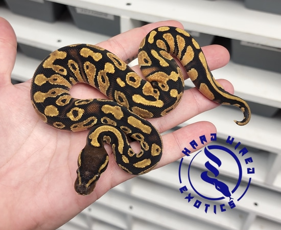 BH Spotnose Enchi Het Lav Ball Python by Hard Wired Exotics