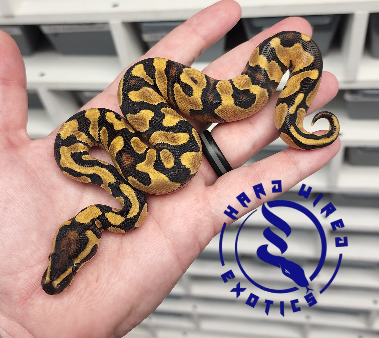 Mystic Enchi YB Het Lavender Ball Python by Hard Wired Exotics ...