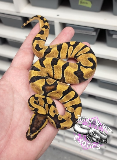 Enchi YB Het Lavender Ball Python by Hard Wired Exotics