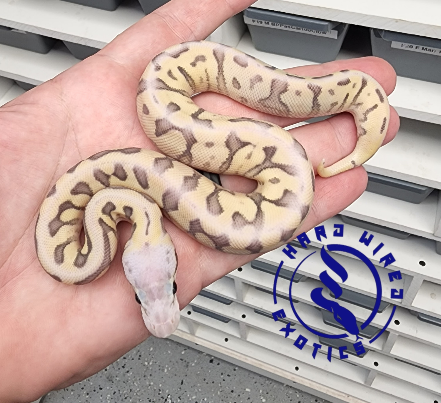 Super Pastel Motley Mojave Hypo Het Clown Ball Python by Hard Wired ...