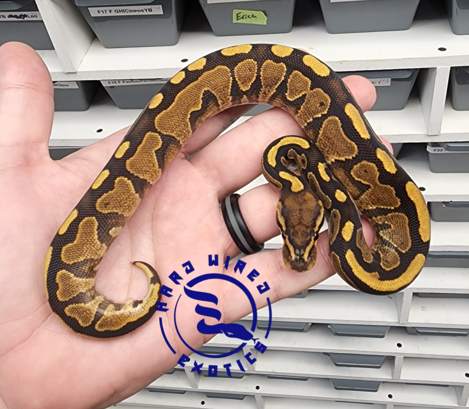 Redhead Enchi YB Ball Python by Hard Wired Exotics - MorphMarket