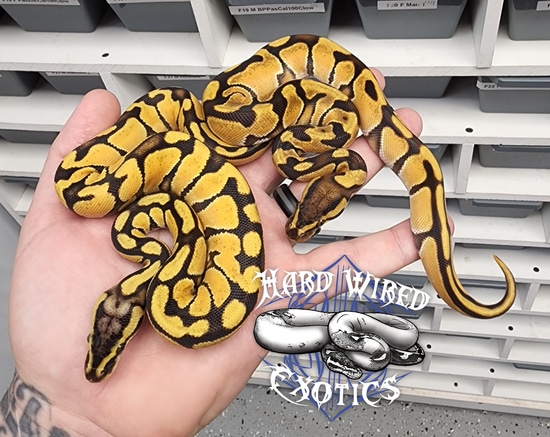 Pair OD Enchi Dh Rainbow Hypo Ball Python by Hard Wired Exotics